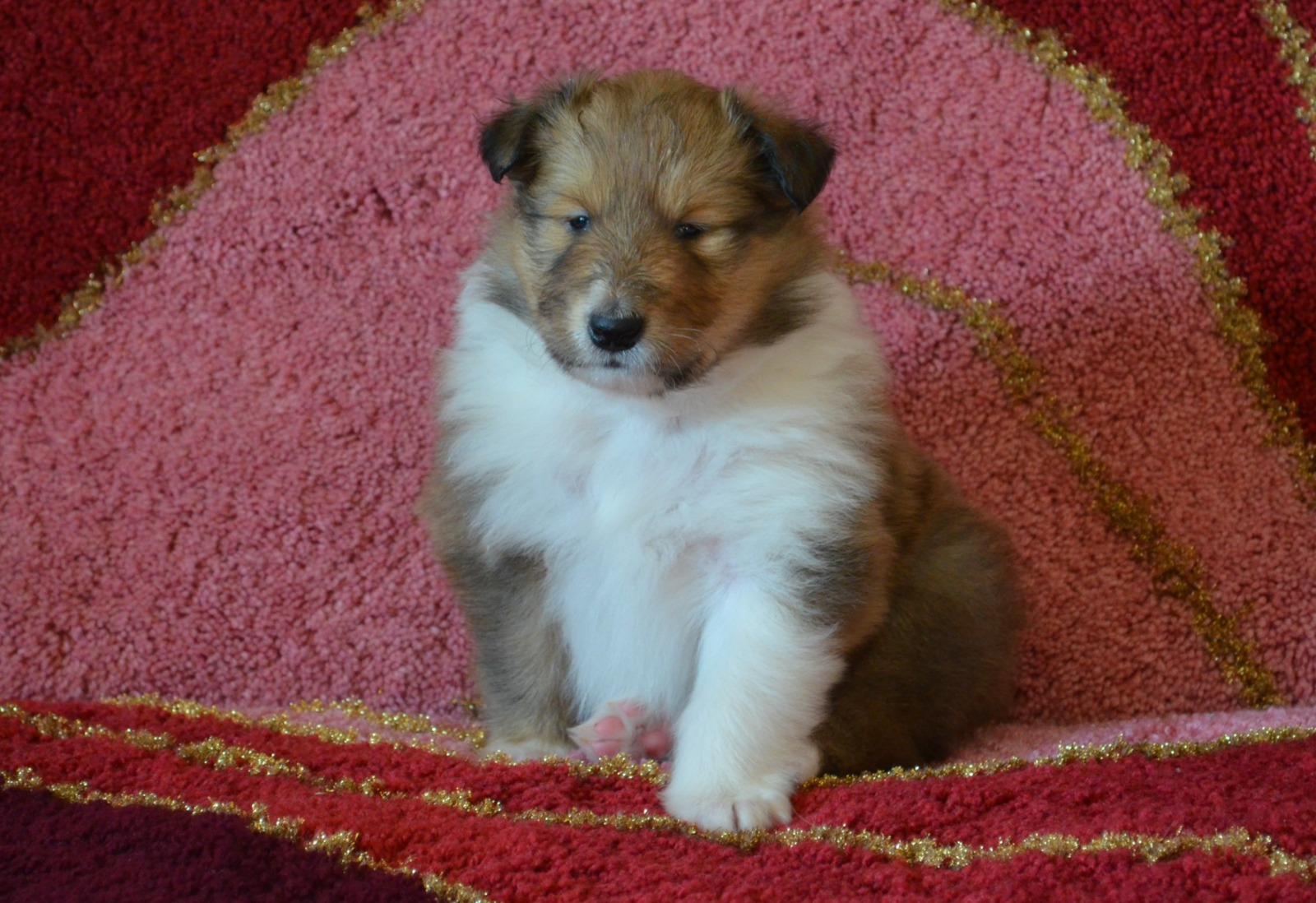 Collies from four Limewoods ~ J-Wurf